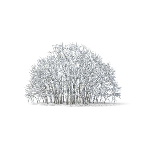 Bare Tree Covered In Snow PNG Images PSDs For Download PixelSquid S B
