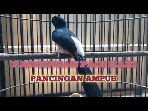 Pancingan Pagi Hari Murai Fighter Ampuh Buat Pancingan Murai Batu
