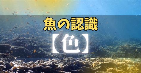 海釣りで釣れる魚 色（色彩）に対する認識は？ 釣りのネタ帳