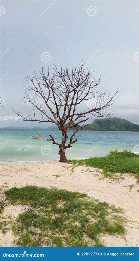 Lonely Tree Without Leaves On The Beach In Labuan Bajo Stock Photo Image Of Ocean Beach