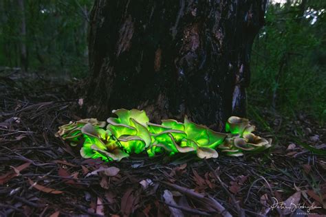 Found Another Bunch Of Bioluminescent Ghost Mushroom Omphalotus Nidiformis Sw Sydney Australia