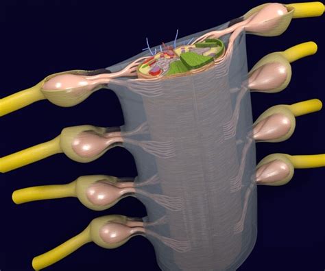 Artstation Spinal Cord Transverse Section Coverings Label Resources