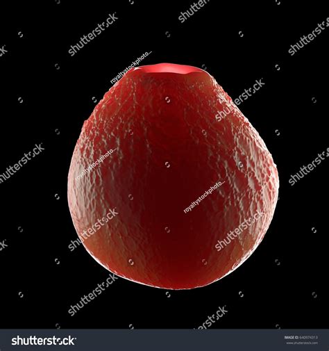 3d Rendering Cryptococcus Fungi Stock Illustration 640974313 Shutterstock 3d Rendering Cryptococcus Fungi Stock Illustration 640974313 Shutterstock