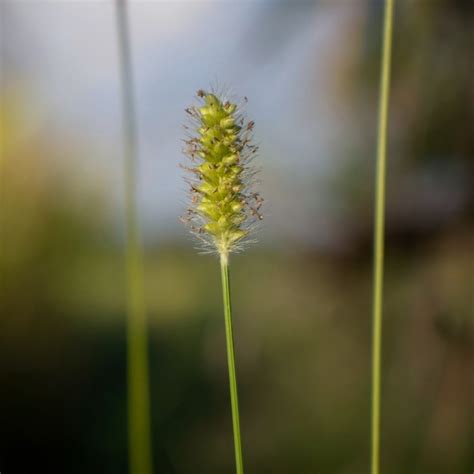 Where To Place Marsh Bristlegrass In Feng Shui Characteristics