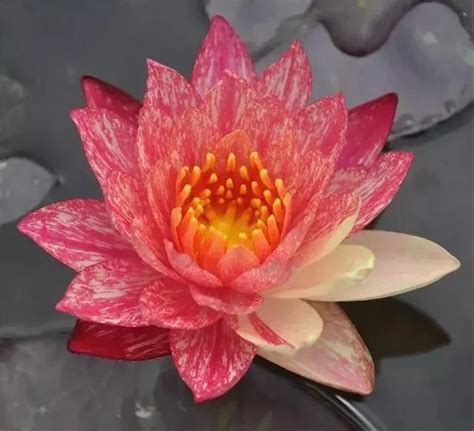 4 Lotus Seeds Water Lily Flower Seeds Bw91084 42 Etsy
