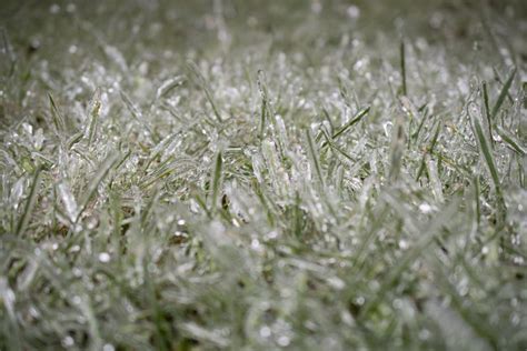 Green Grass With Morning Frost And Sunlight In Garden Frozen Grass On