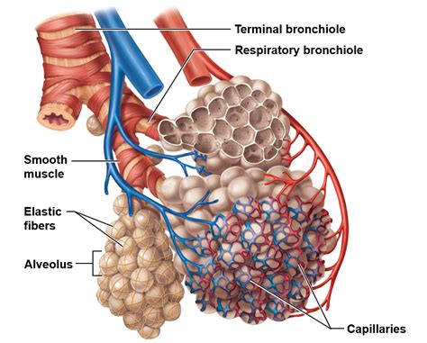 Anatomy Alveoli Diagram Quizlet