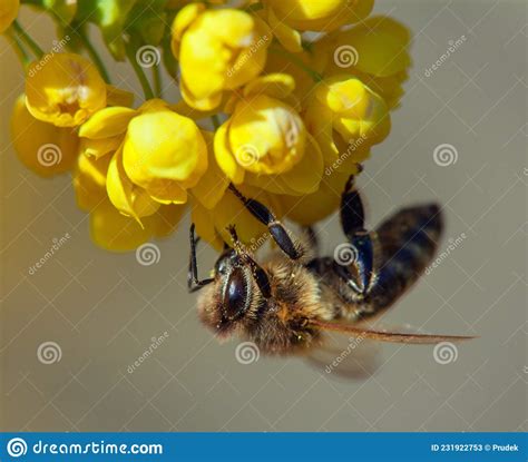 Abelha Ou Abelha De Mel Em Latina Apis Mellifera Em Flores Imagem De
