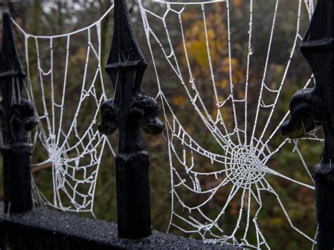 Thousands Of Sex Crazed Spiders Set To Invade Our Homes