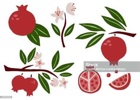 석류 세트 이국적인 열대 붉은 신선한 과일 녹색 잎과 꽃 슬라이스와 씨앗 벡터 만화 미니멀 한 스타일 고립 된 일러스트와 전체 육즙 석류 0명에 대한 스톡 벡터 아트 및