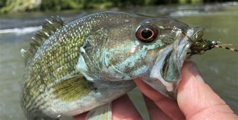 Fish Facts What Is The Red Eye Bass
