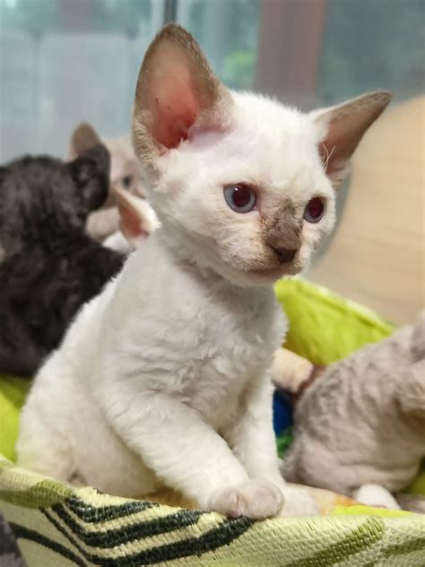 Kotki Kędziorkipl Hodowla Kotów Rasowych Devon Rex