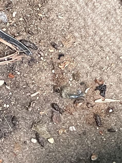 Deer Mouse Droppings Vs House Mouse Droppings