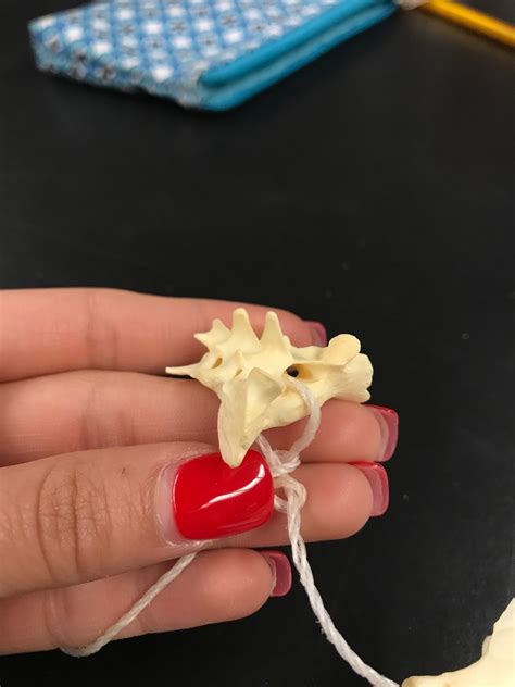 Sacral Diagram Quizlet