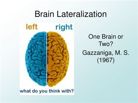 Ppt Brain Lateralization Powerpoint Presentation Free Download Id