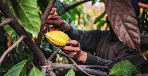 Premium Photo The Hands Of A Cocoa Farmer Use Pruning Shears To Cut