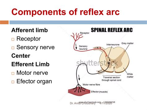 Reflex Physiology Ppt