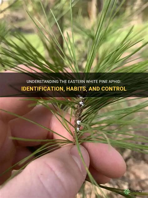 Understanding The Eastern White Pine Aphid Identification Habits And Control Shuncy