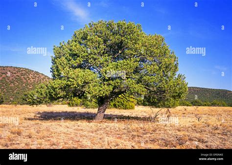 A Stately Pinon Pine Tree Pinus Edulis And Also The New Mexico State