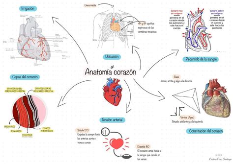 Mapa Mental De Anatomia Fisiologia E Histologia Da Laringe Sanar Hot
