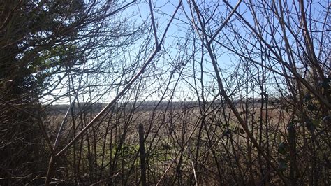 Didcot Trees Valley Park
