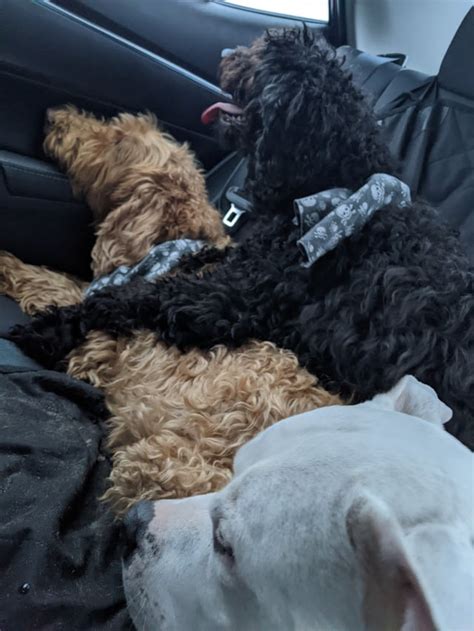 I Generally Only Post My Dogs Here But Posted This Picture In R