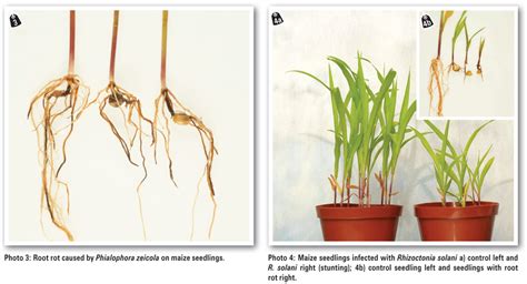 Fungal Pathogens Associated With Crown And Root Rot Of No Till Maize In
