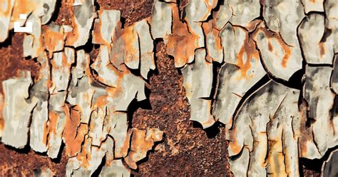 페인트가 벗겨진 나무 줄기의 클로즈업 사진 Unsplash의 무료 인디애나 이미지