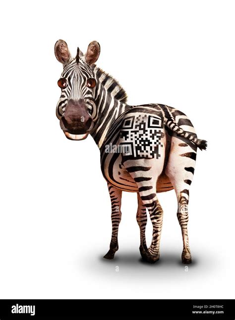 Smiling Zebra With QR Barcode On Back Stock Photo Alamy