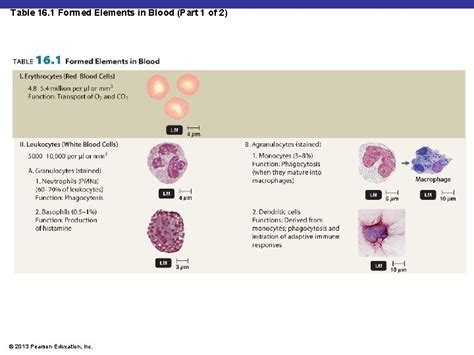 Chapter Innate Immunity Nonspecific Defenses Of The