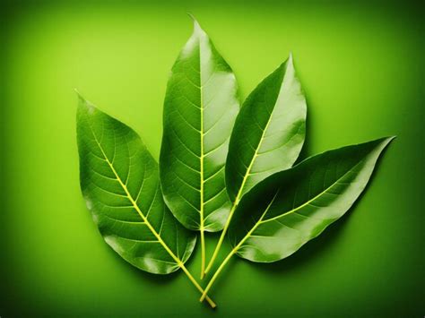Premium Ai Image Reen Leaf Simple Background White Background