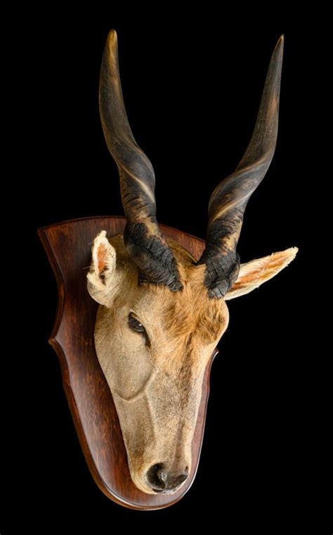 Eland Taxidermy South Africa Get Eland Trophy Quote