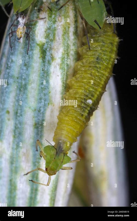 Larva Of Hoverflies Called Flower Flies Or Syrphid Flies Of The Insect