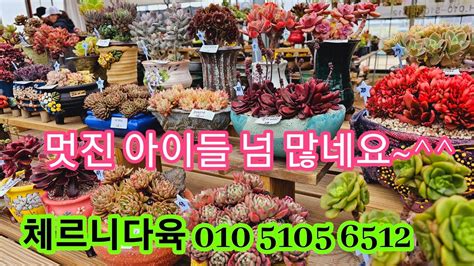 체르니다육🤩멋스럽게 식재💥 썬라이즈금 매직쨈 누다금 짚시군생 아르제 씨에라 수박방울복랑금 마커스 브라이언로즈철화💖23 4 12