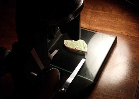 Amazing Photos Of A Luna Moths Wing Under A Vintage Microscope