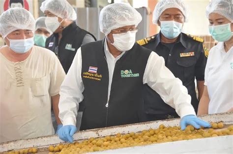 กรมวิชาการเกษตรลุยตรวจ ลำไยตะวันออกคุมมาตรฐานส่งจีน