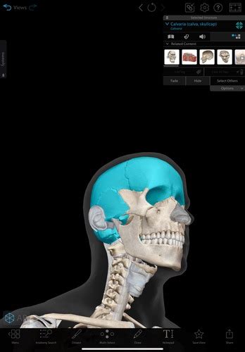 Skeletal System 1 Flashcards Quizlet