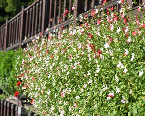 Salvia Microphylla Hot Lips Bare Roots — Buy Littleleaf Sage Online
