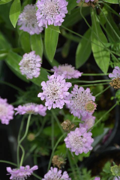 Pink Mist Pincushion Flower • Kiwi Nurseries Ltd