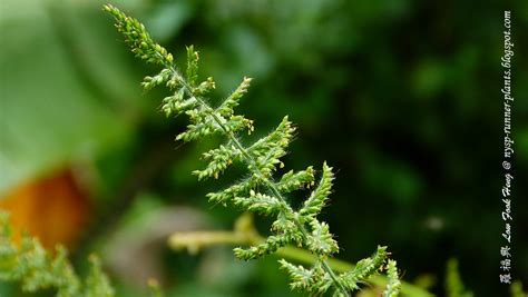 馬來西亞熱帶雨林 Setaria 狗尾草屬
