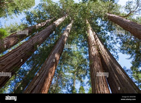 Yosemite National Park Mariposa Grove Redwoods California Stock