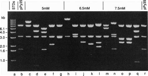 Ecori Restriction Enzyme Analysis Of Representative Download