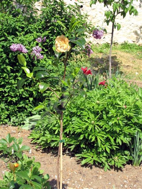 All Seasons Travel Bulgaria Светъл и топъл празник Дами Да са добри китни слънчеви и