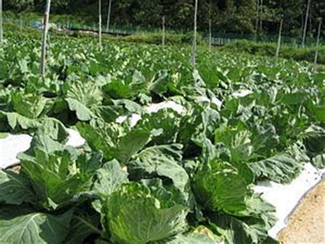 Anim Agro Technology: KOBIS BULAT