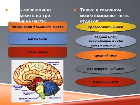 Человеческий мозг презентация