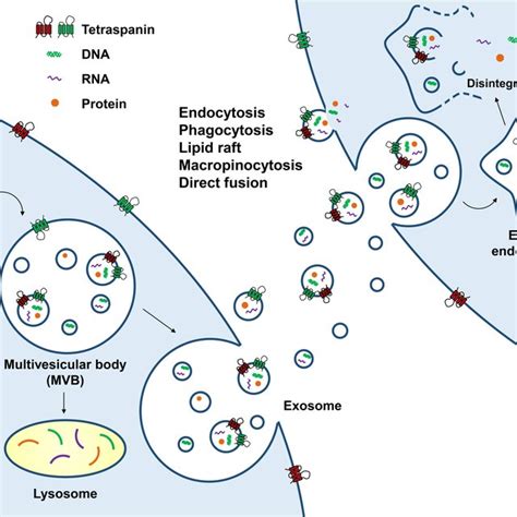 Schema Describing Biogenesis Of Exosomes Biogenesis Of Exosomes Starts