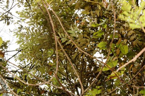 Pterospermum Eflora Of India