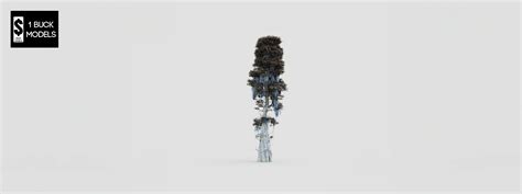Bald Cypress D