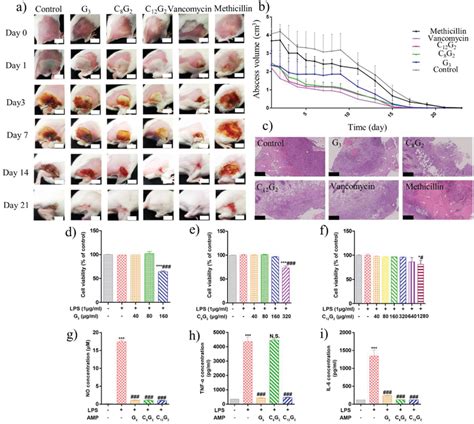 The Murine Abscess Model And Anti‐inflammation Results To Evaluate Download Scientific Diagram
