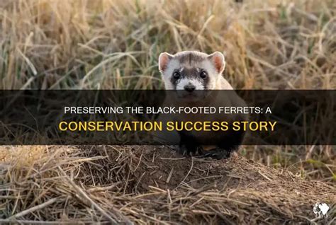 Preserving The Black Footed Ferrets A Conservation Success Story Petshun